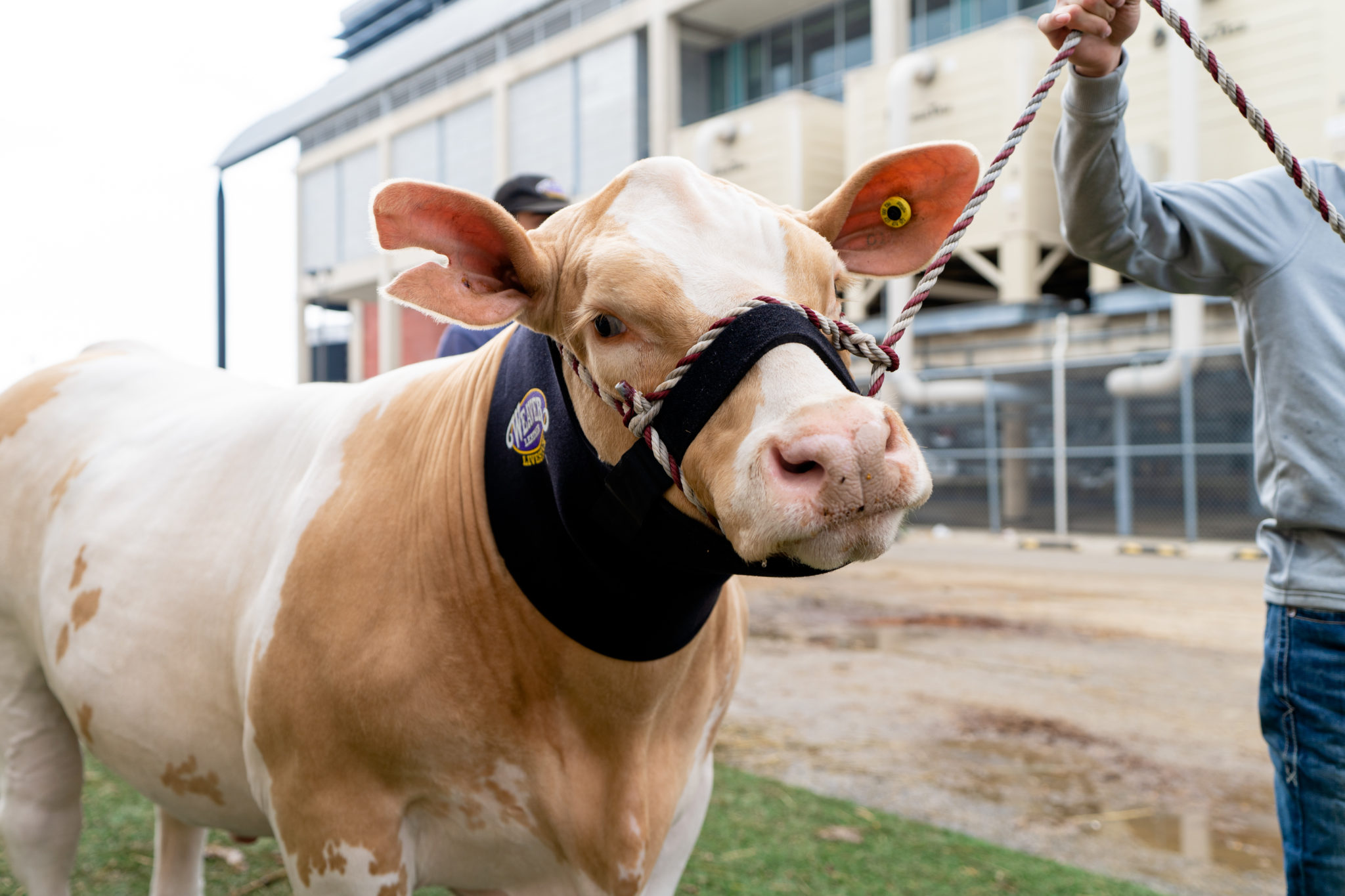 Ranch & Farm Supplies - Allied Feeds & Ful-O-Pep